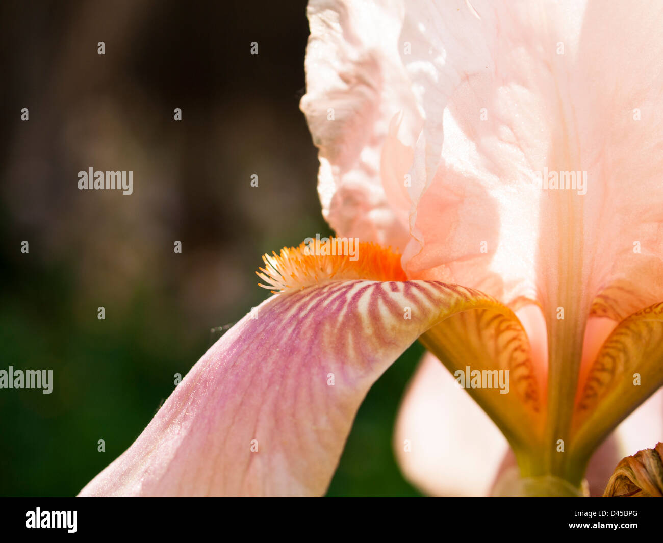 Blooming iris at the end of the bloom cycle Stock Photo - Alamy