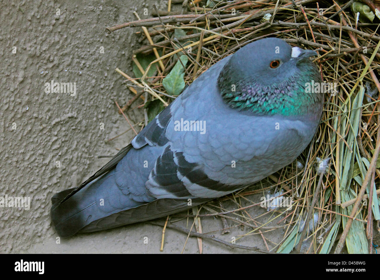 Rock Dove, Columba livia, India Stock Photo - Alamy