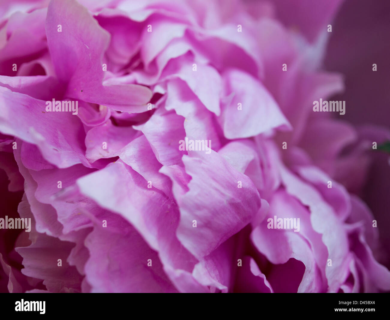 Paeon hi-res stock photography and images - Alamy