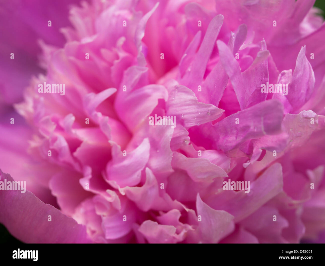 Paeon High Resolution Stock Photography and Images - Alamy