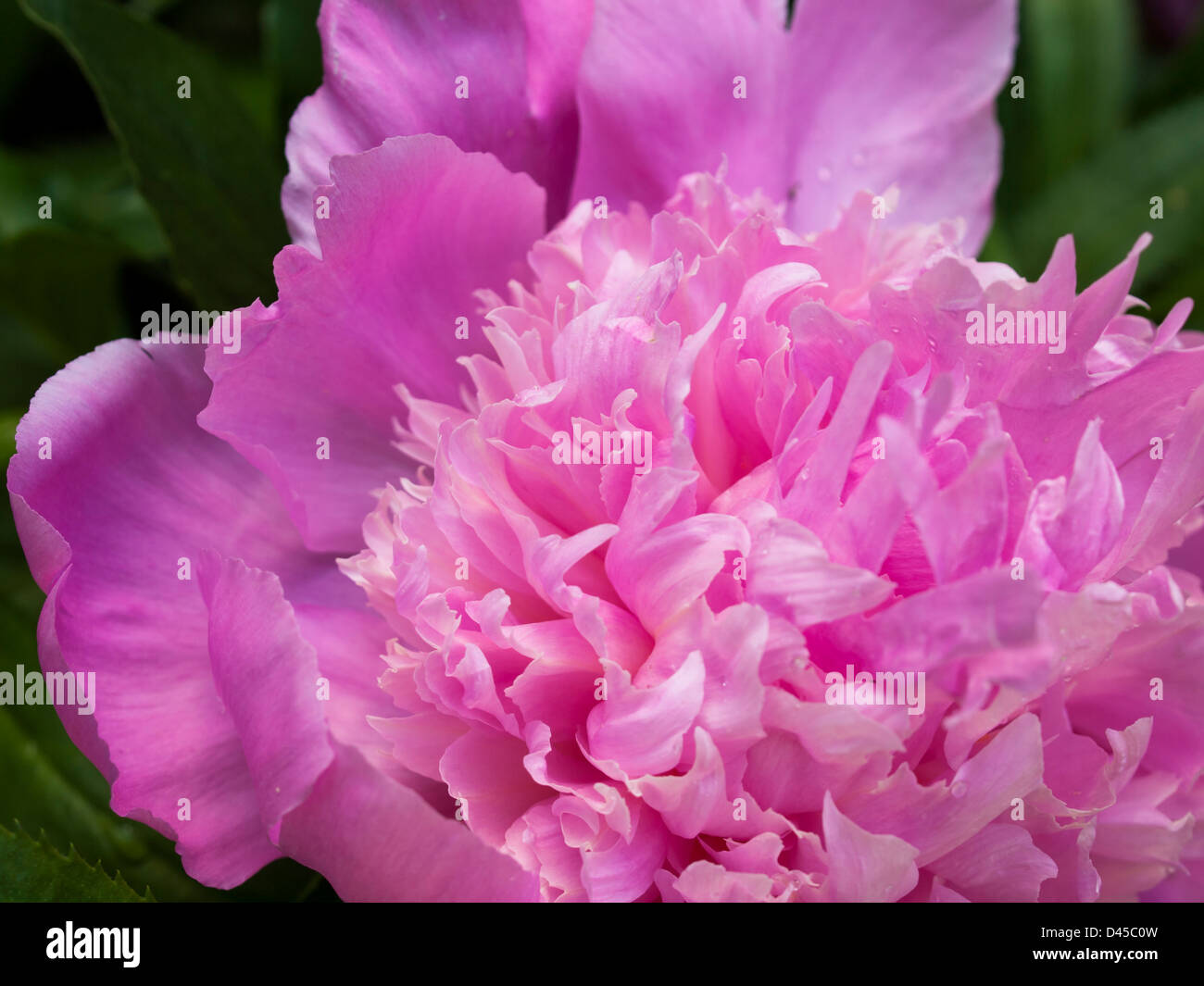 Peony or paeony have compound, deeply lobed leaves, and large, often ...