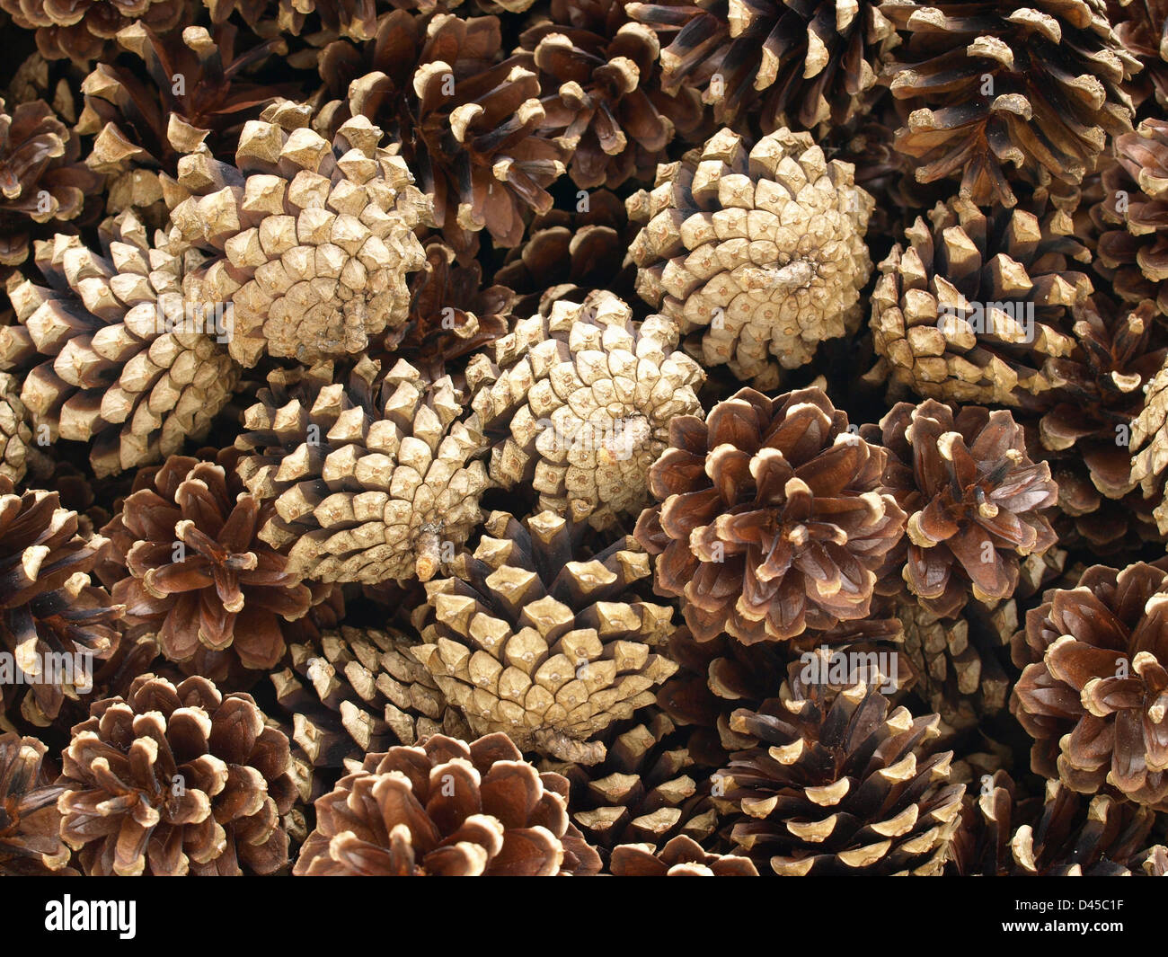 Zapfen hi-res stock photography and images - Alamy