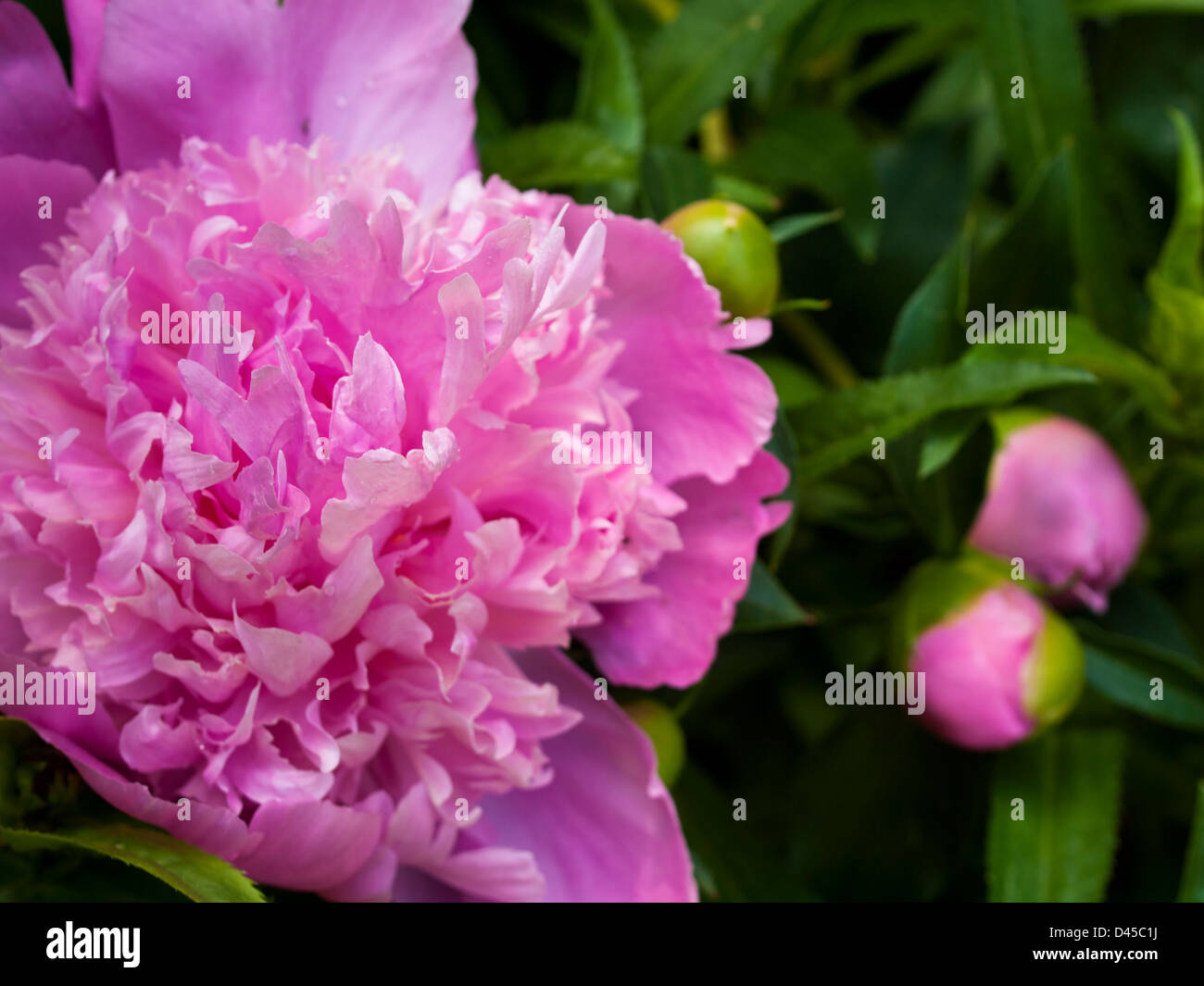 Peony or paeony have compound, deeply lobed leaves, and large, often ...