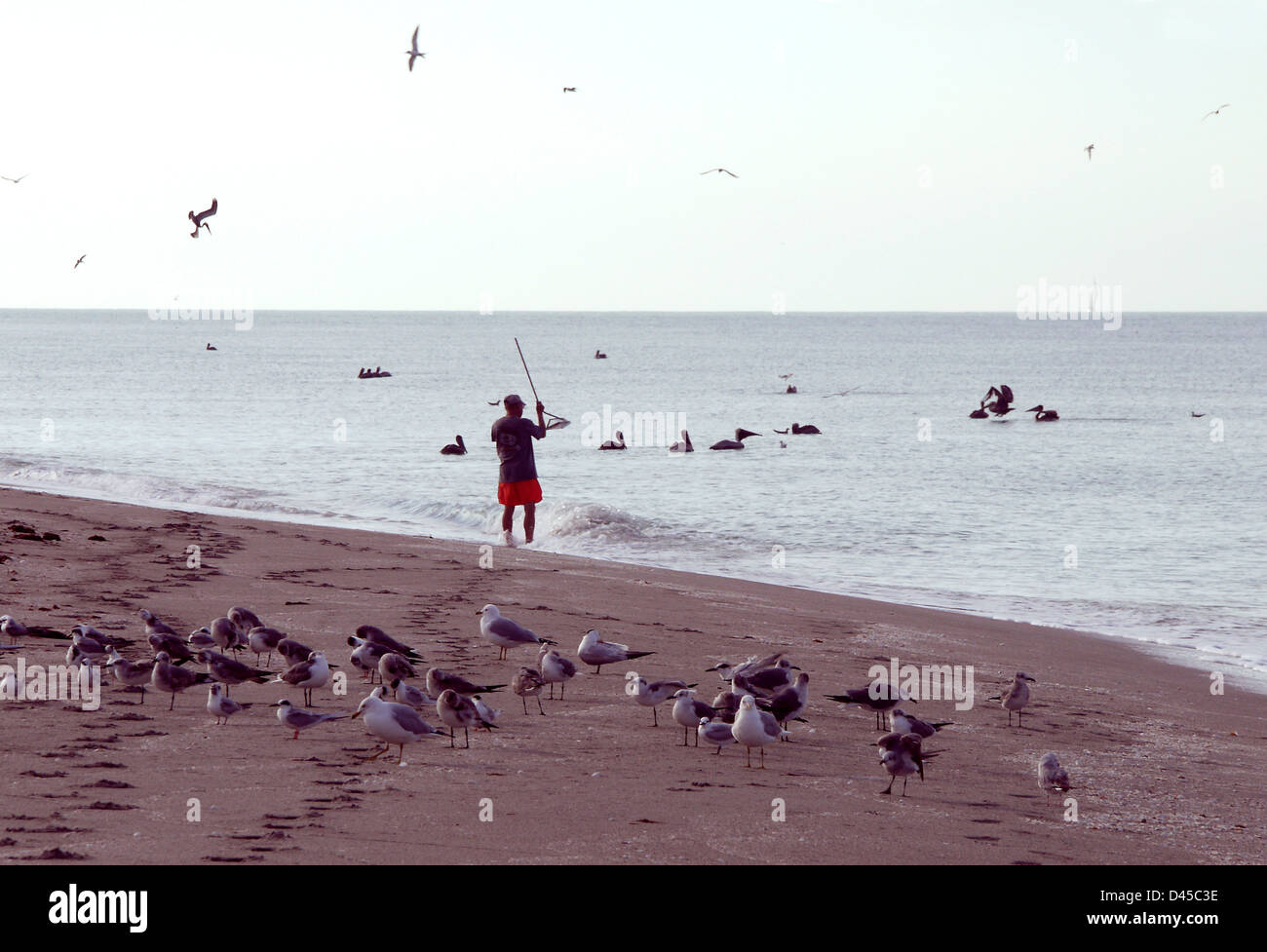 Venice florida beach comber hi-res stock photography and images - Alamy