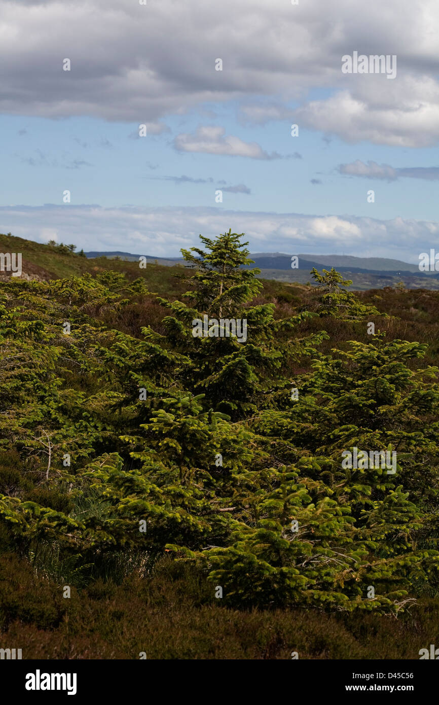 Rebel's wood skye hi-res stock photography and images - Alamy