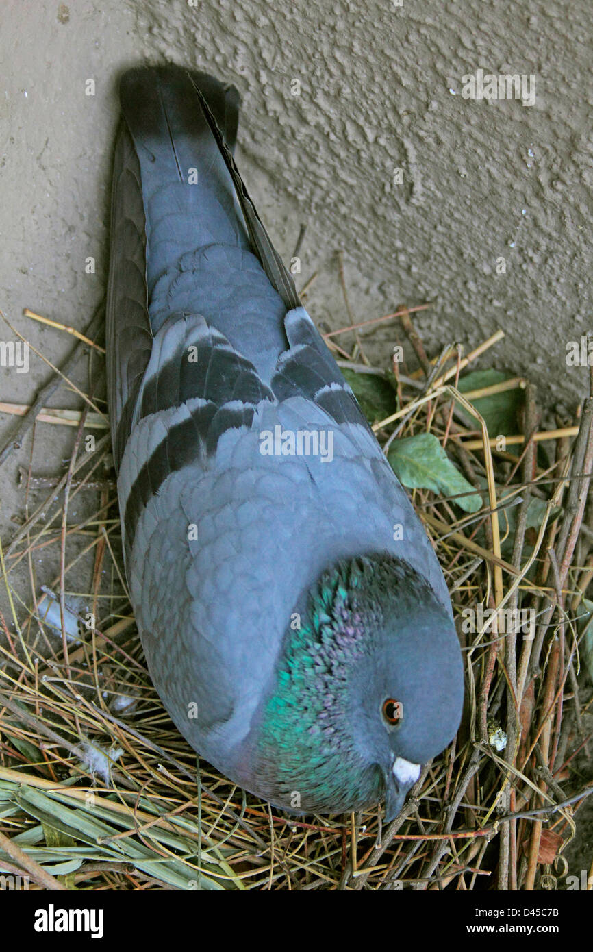 Rock Dove, Columba livia, India Stock Photo - Alamy