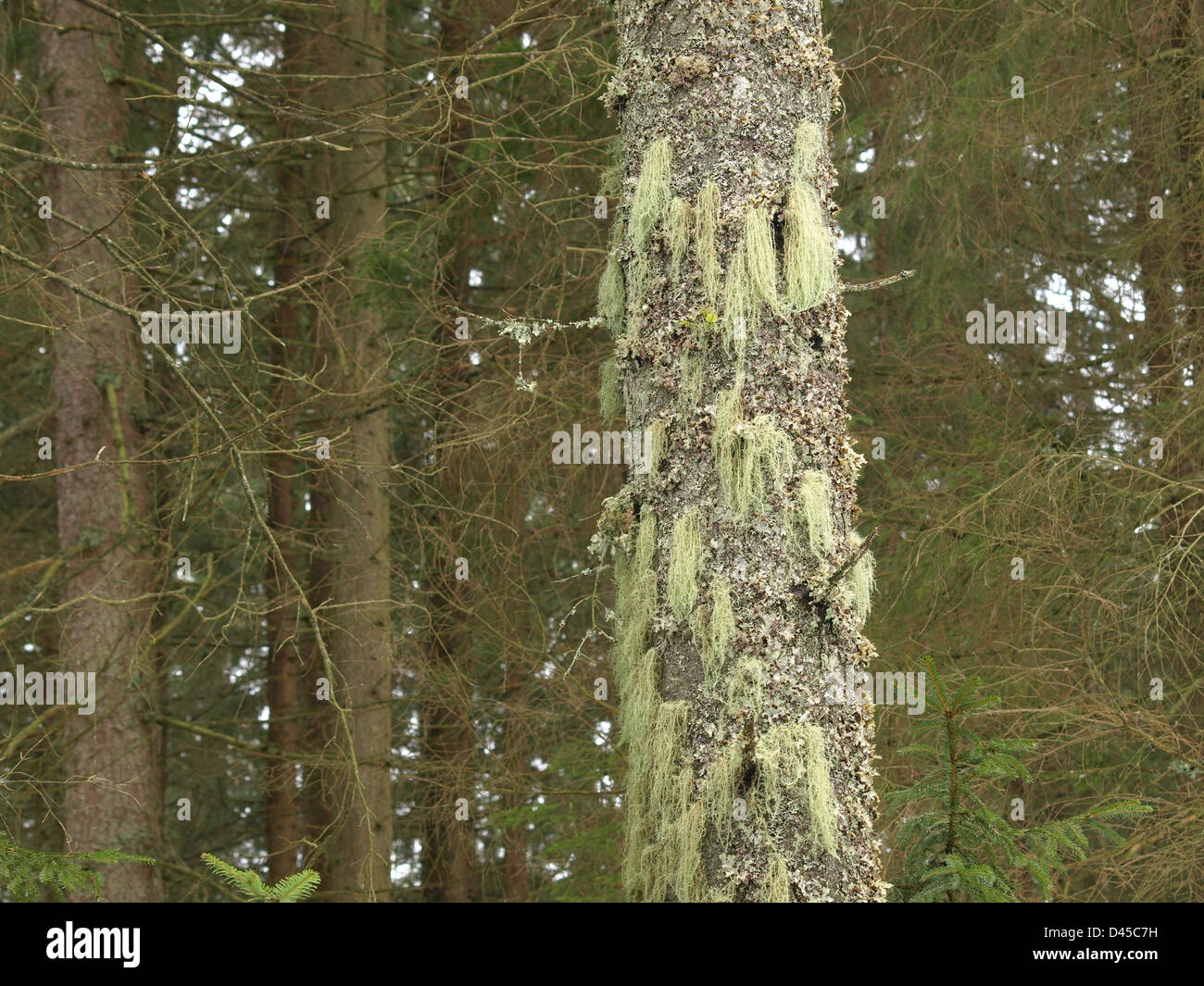 beard lichen on a tree / Usnea filipendula / Bartflechte, Gewöhnlicher ...