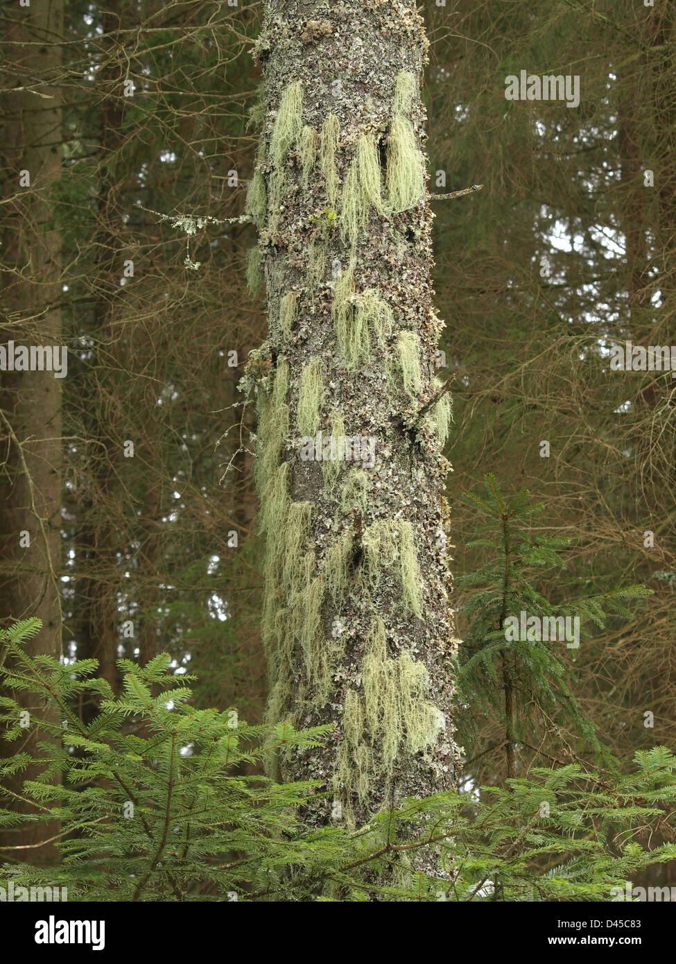 beard lichen on a tree / Usnea filipendula / Bartflechte, Gewöhnlicher ...
