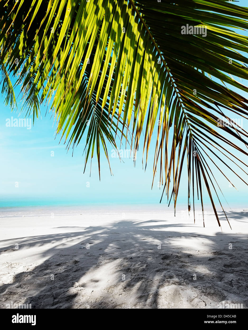 Under the palm tree. Square composition Stock Photo - Alamy