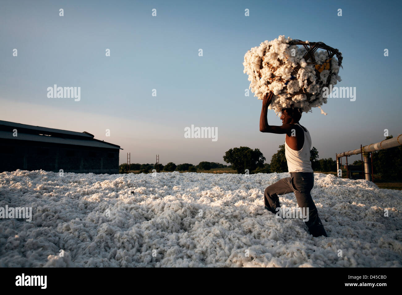 Indian cotton worker hi-res stock photography and images - Alamy
