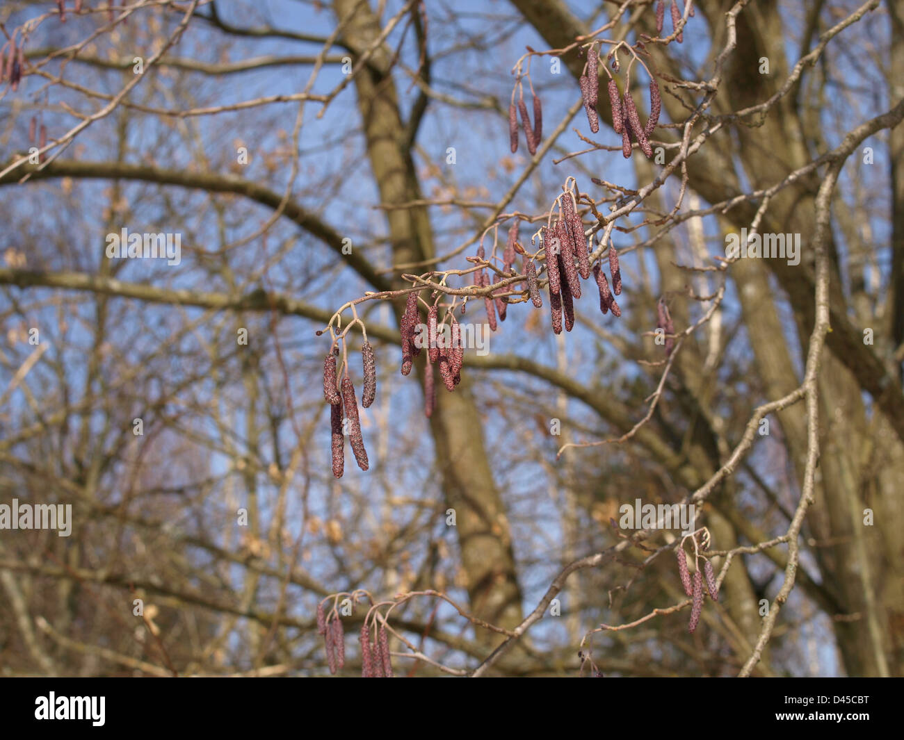 Black alder tree hi-res stock photography and images - Alamy