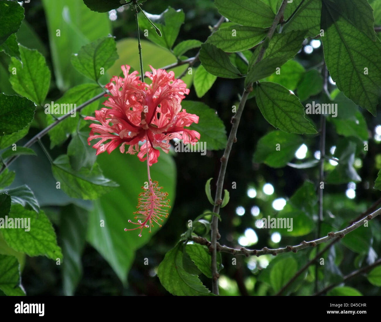 exotic red flower in natural leavy ambiance Stock Photo - Alamy