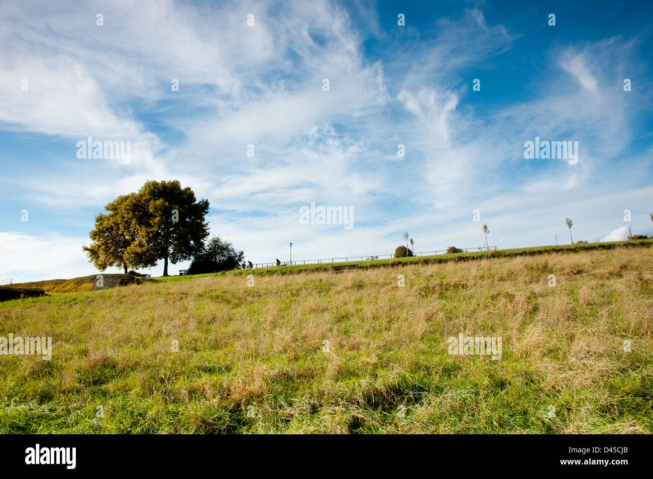 Meadow with tree and blue sky Stock Photo - Alamy