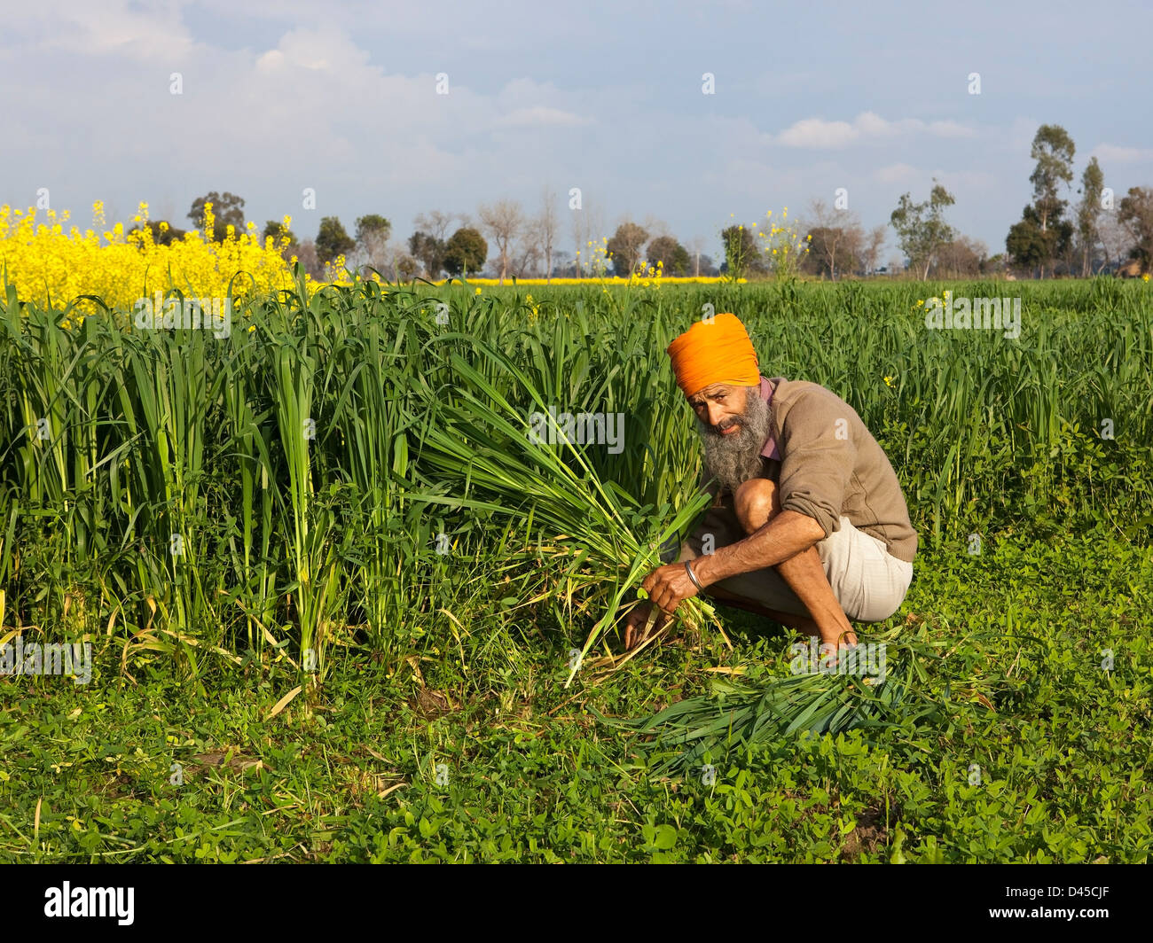 Punjabi farming hi-res stock photography and images - Alamy