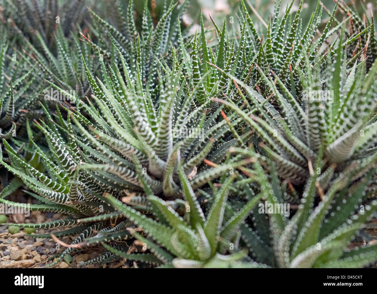 Spiky succulent hi-res stock photography and images - Alamy