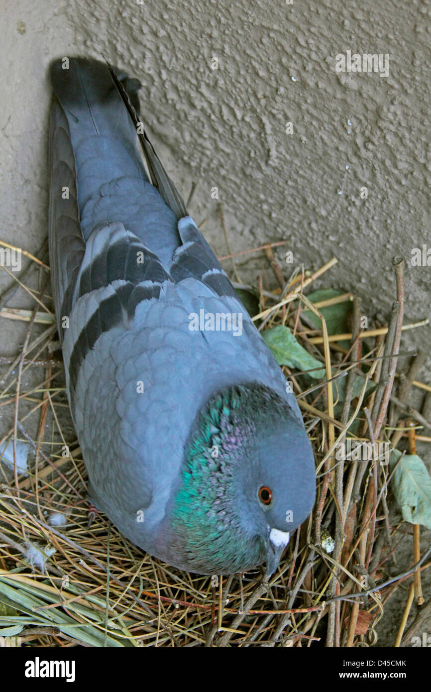 Rock Dove, Columba livia, India Stock Photo - Alamy