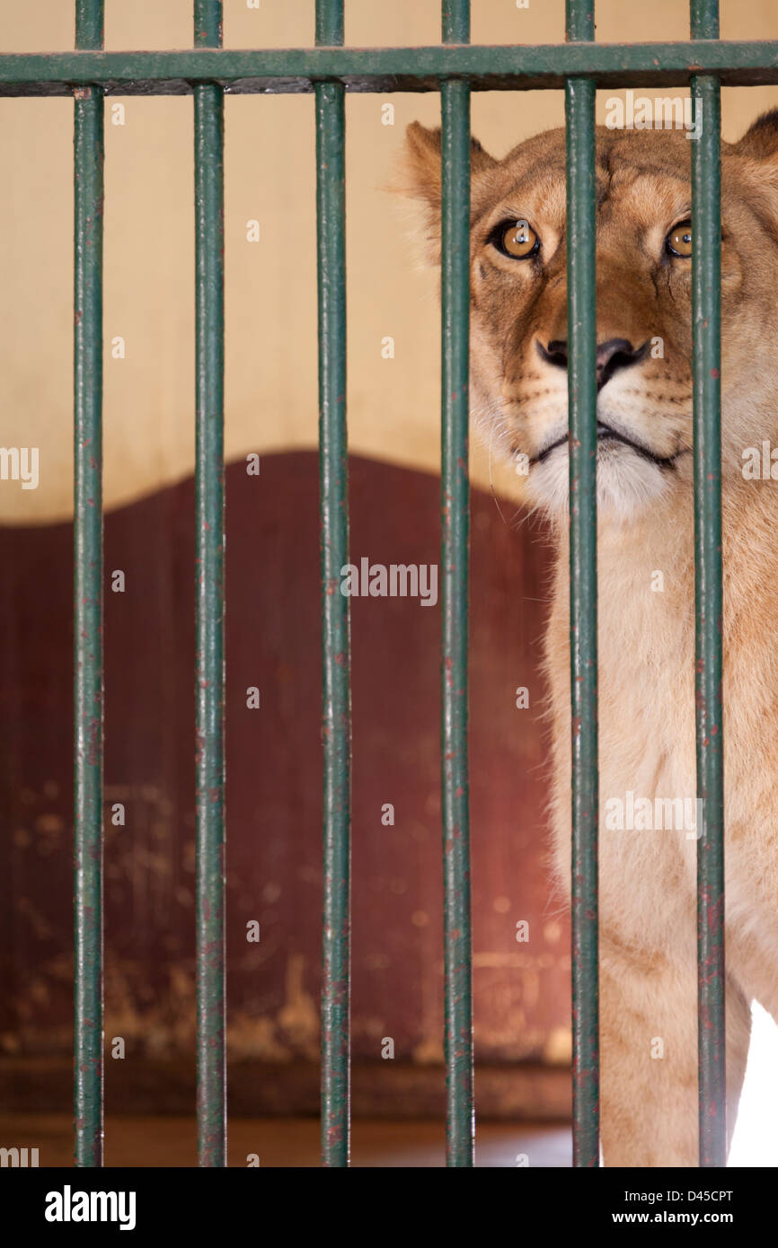 Cairo egypt zoo hi-res stock photography and images - Alamy