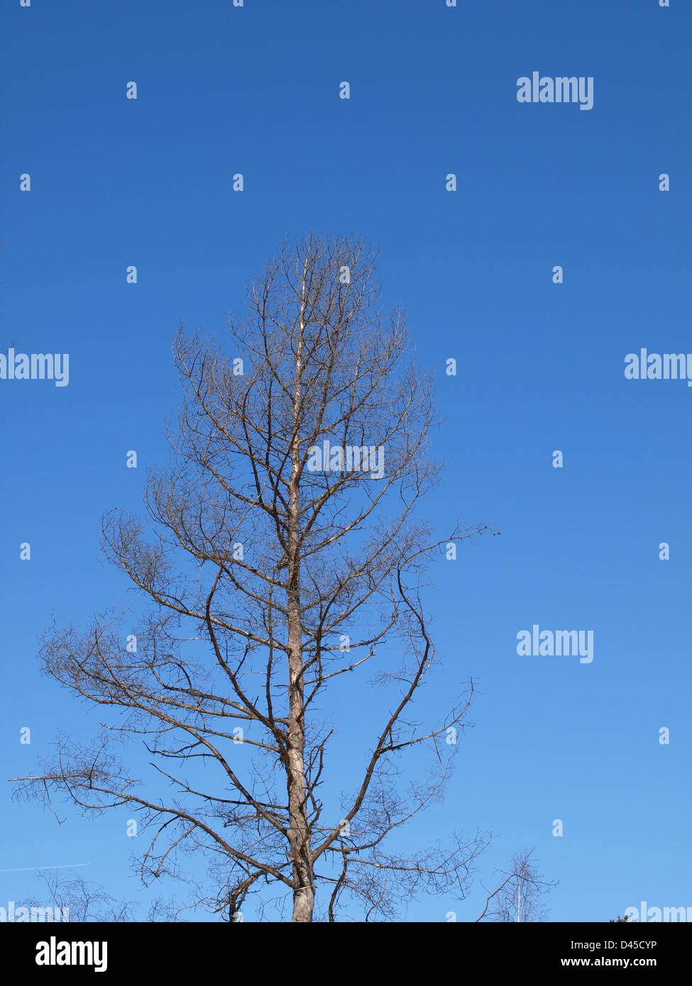Dead Fir Tree High Resolution Stock Photography and Images - Alamy