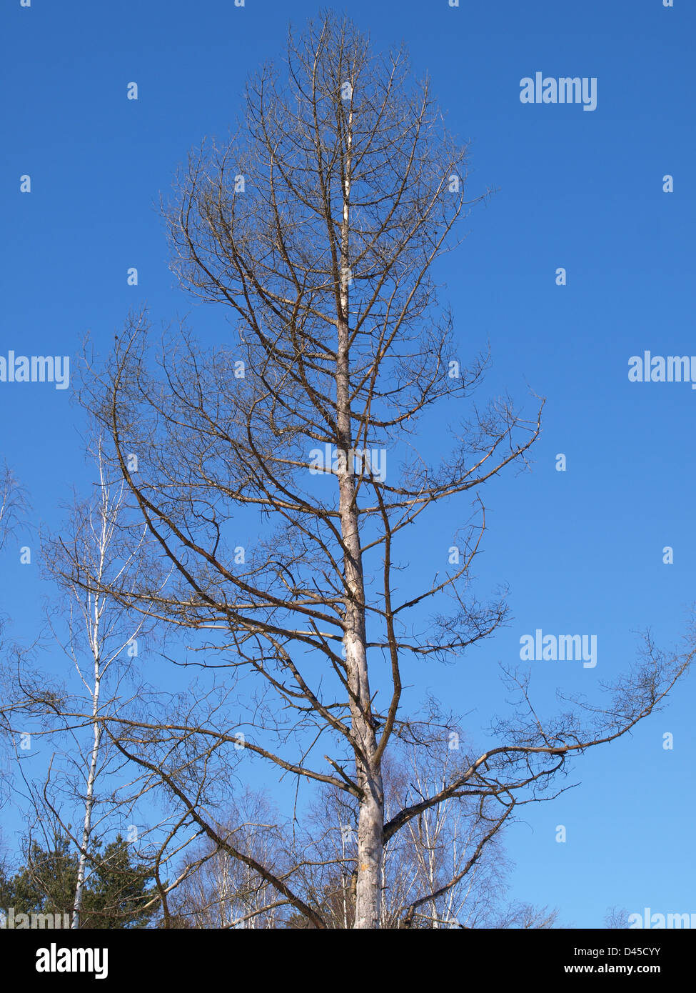 dead standing Scots pine / Pinus silvestris / abgestorbene Wald-Kiefer ...