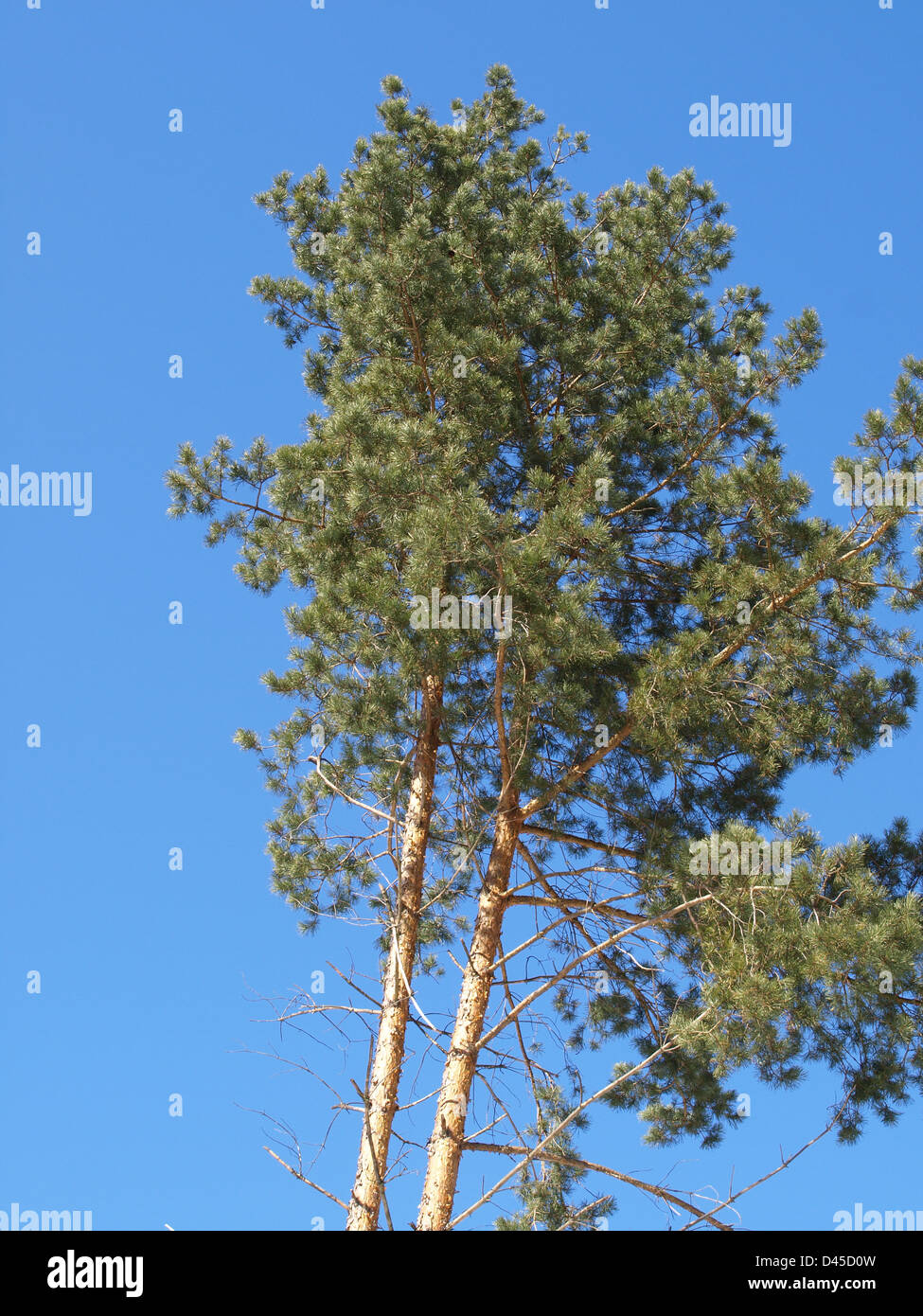 Coniferales pinales plants plant trees hi-res stock photography and ...