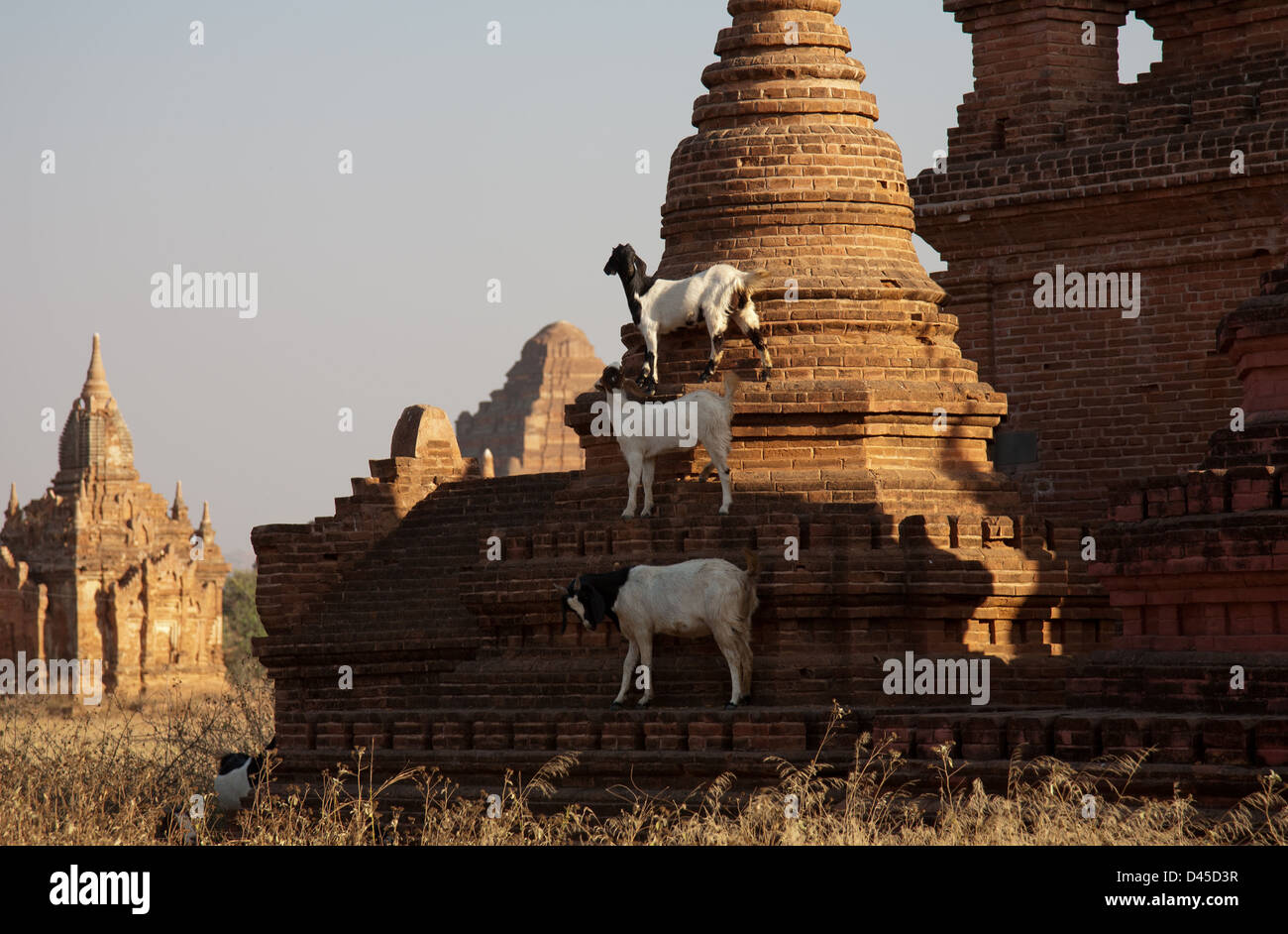 Goats climbing the side of a Temple in Bagan Burma Stock Photo - Alamy