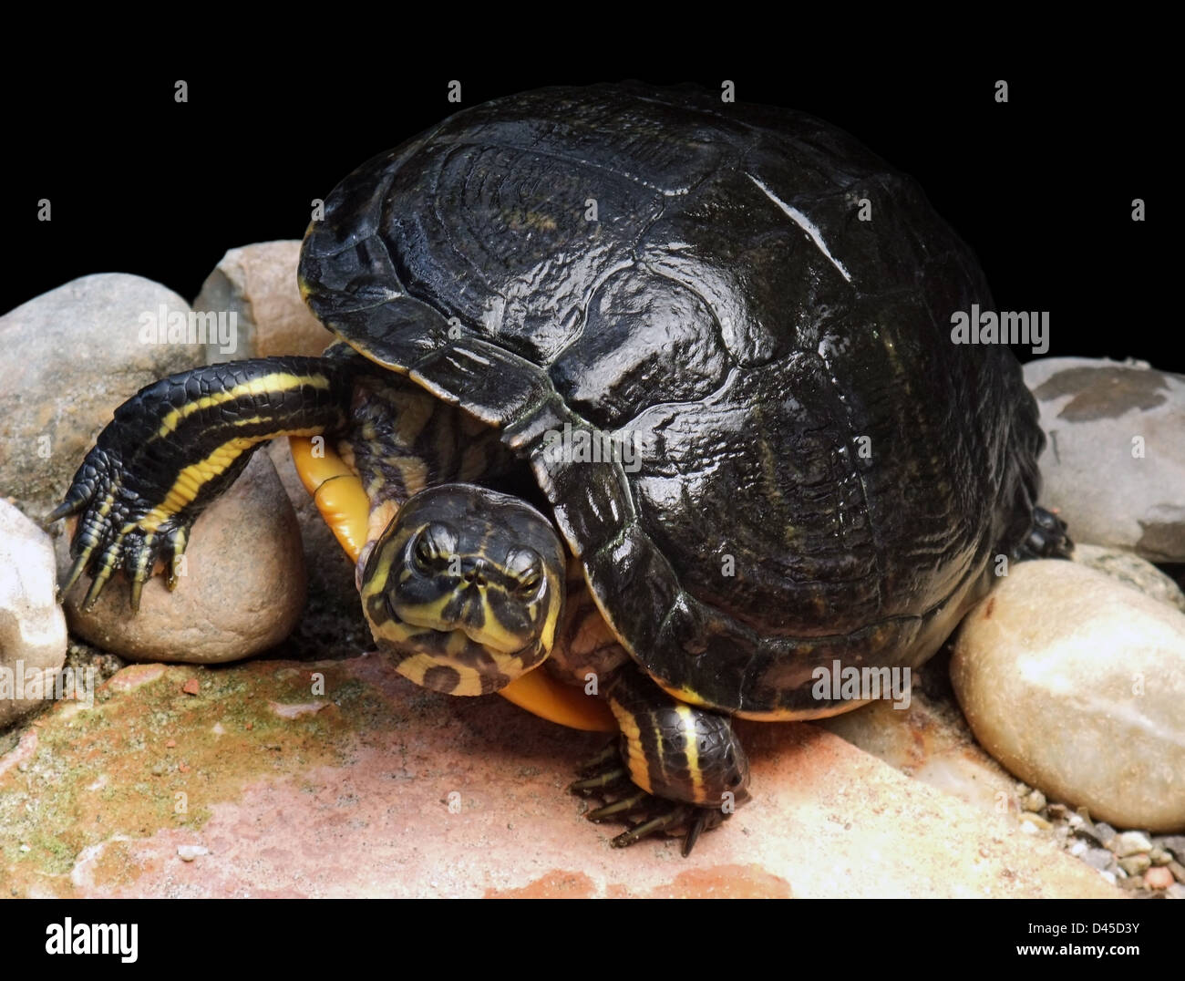 Freshwater turtle hi-res stock photography and images - Alamy