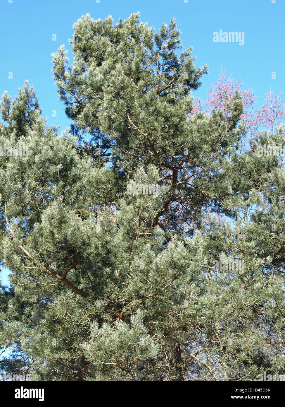 Coniferales pinales hi-res stock photography and images - Alamy