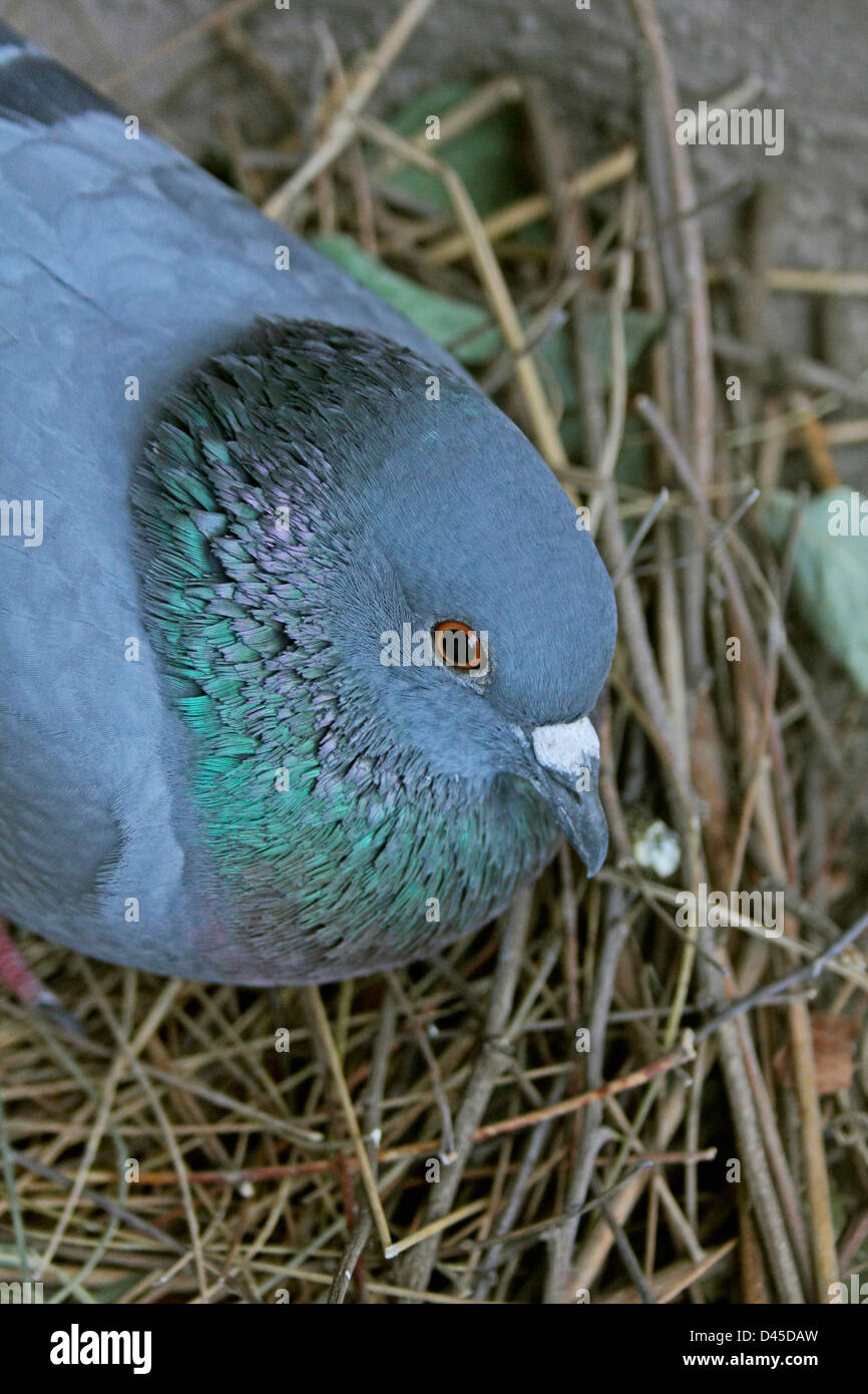 Columba livia nest hi-res stock photography and images - Alamy