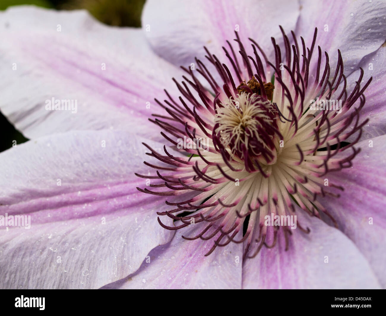 Blooming clematis in the garden Stock Photo - Alamy