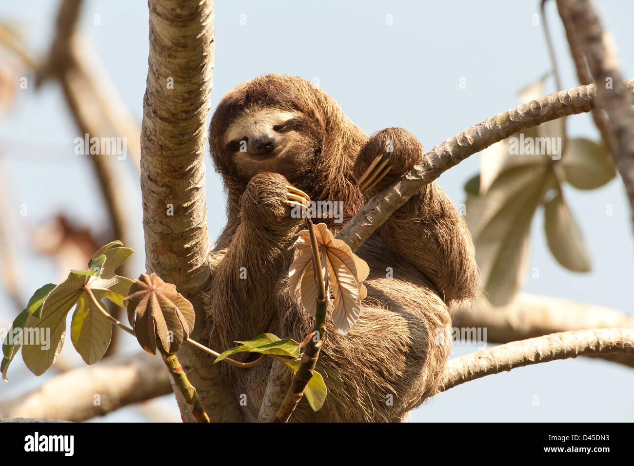 Three-toed Sloth, Bradypus variegatus, in a Cecropia tree beside Rio ...