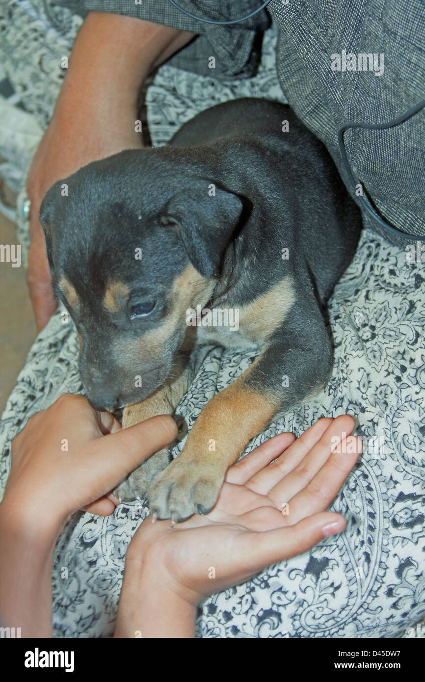 Cute small dog, Puppy Stock Photo - Alamy