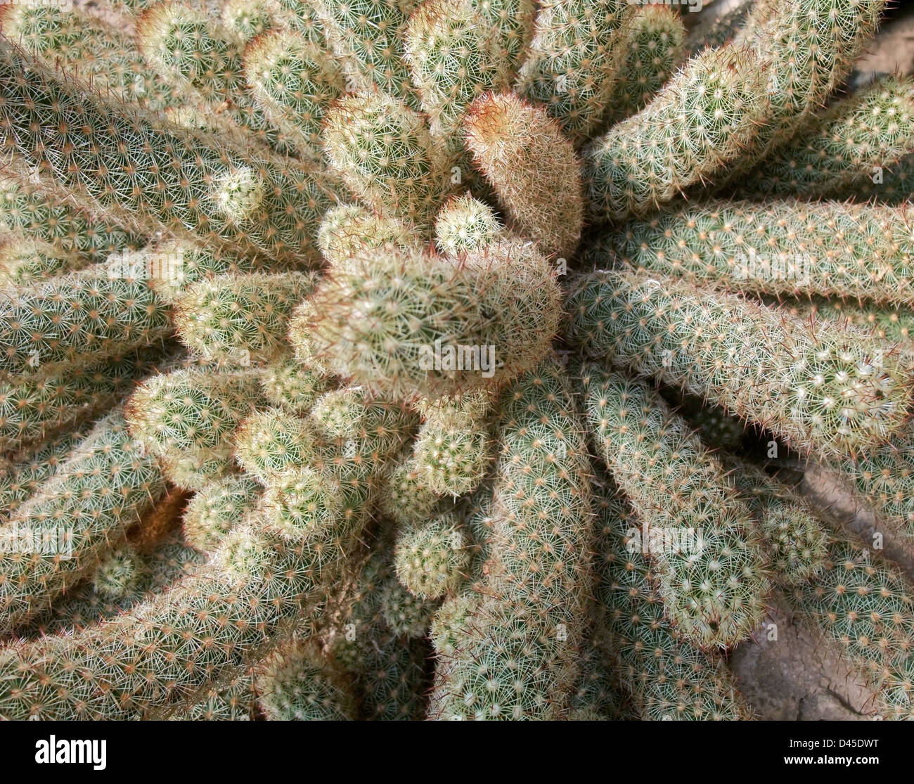 high angle full frame detail showing some tubular cacti Stock Photo - Alamy