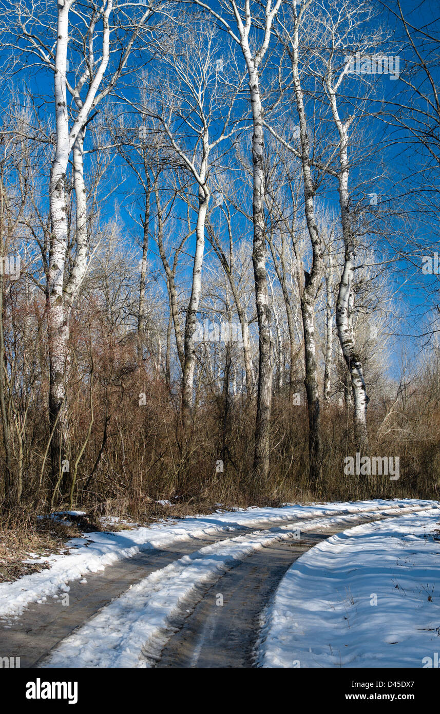 Snowy Path Through Forest In Winter Stock Photo - Alamy