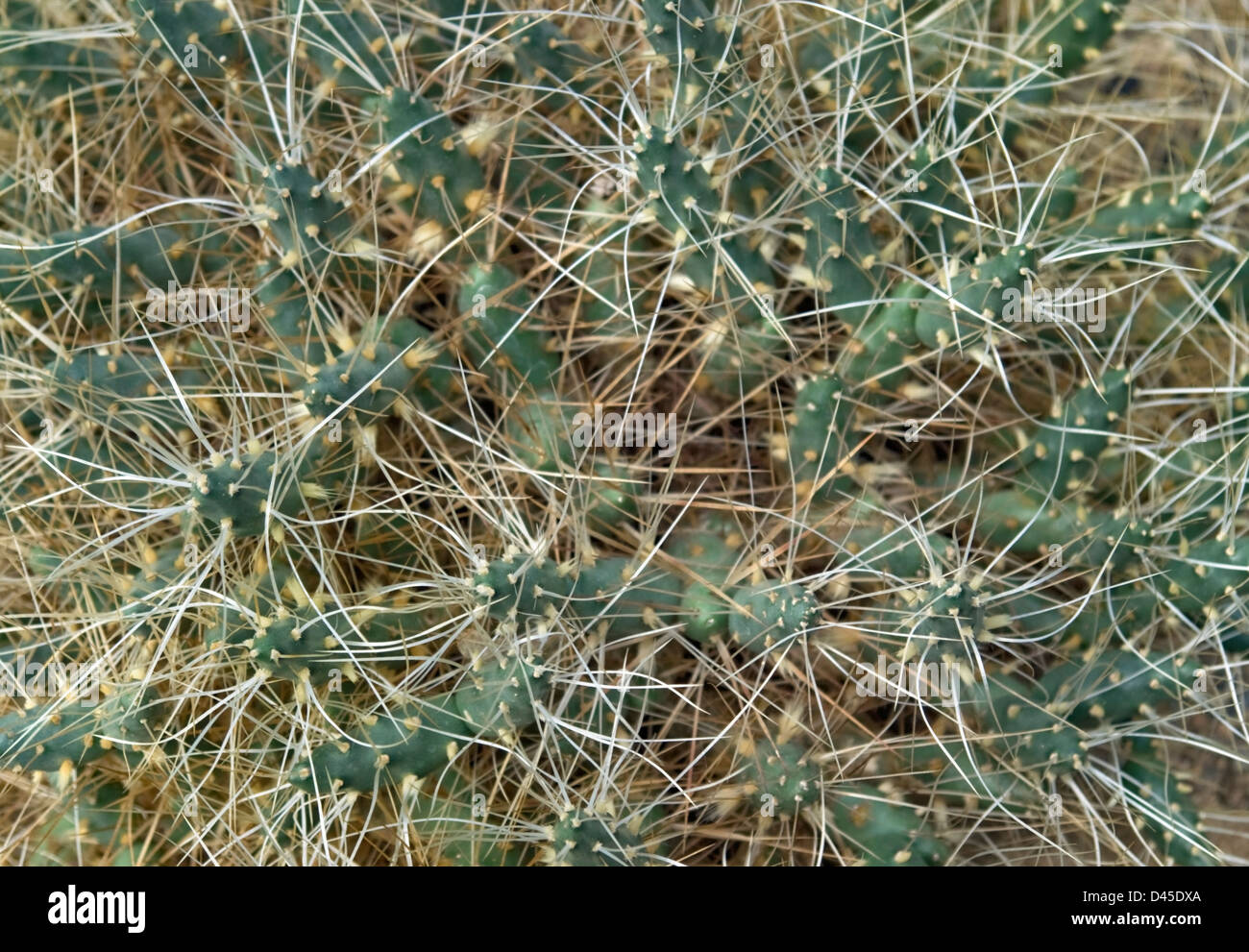Detail long leaf cactus plant hi-res stock photography and images - Alamy