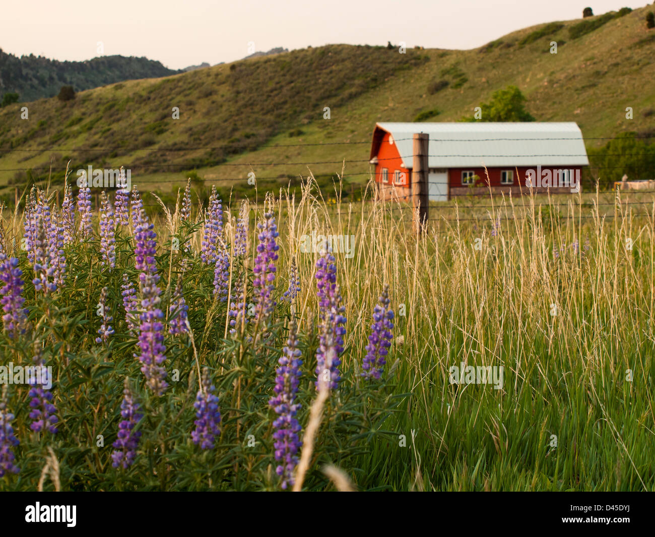 Old barn in the mountains. Colorado Stock Photo - Alamy