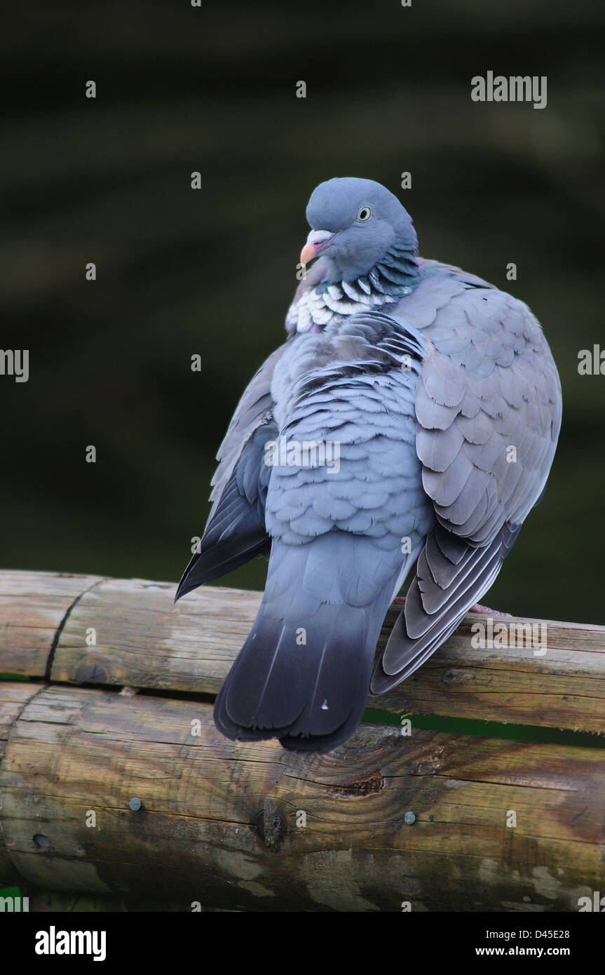 Portrait of woodpigeon hi-res stock photography and images - Alamy