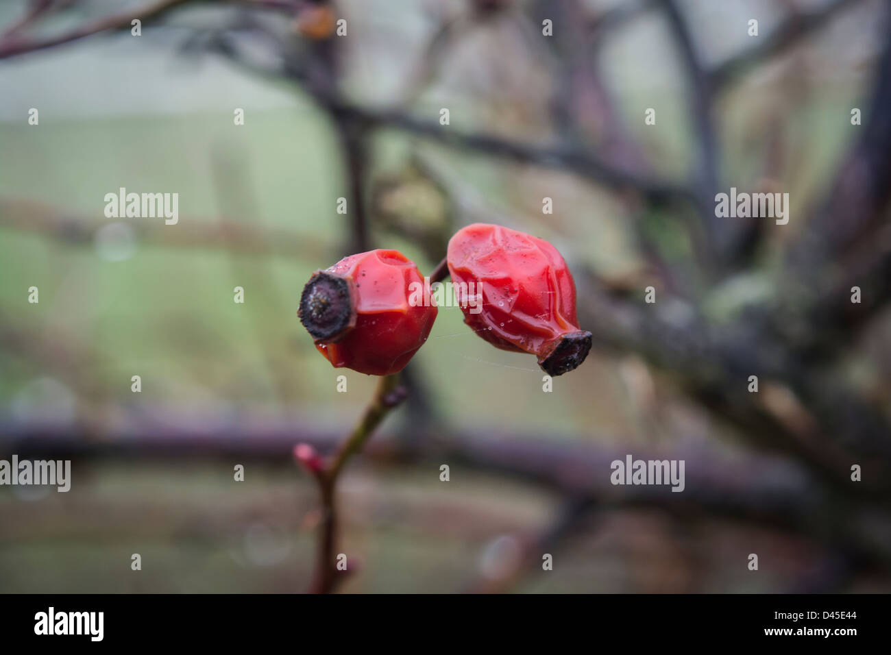 Shriveled berries hi-res stock photography and images - Alamy