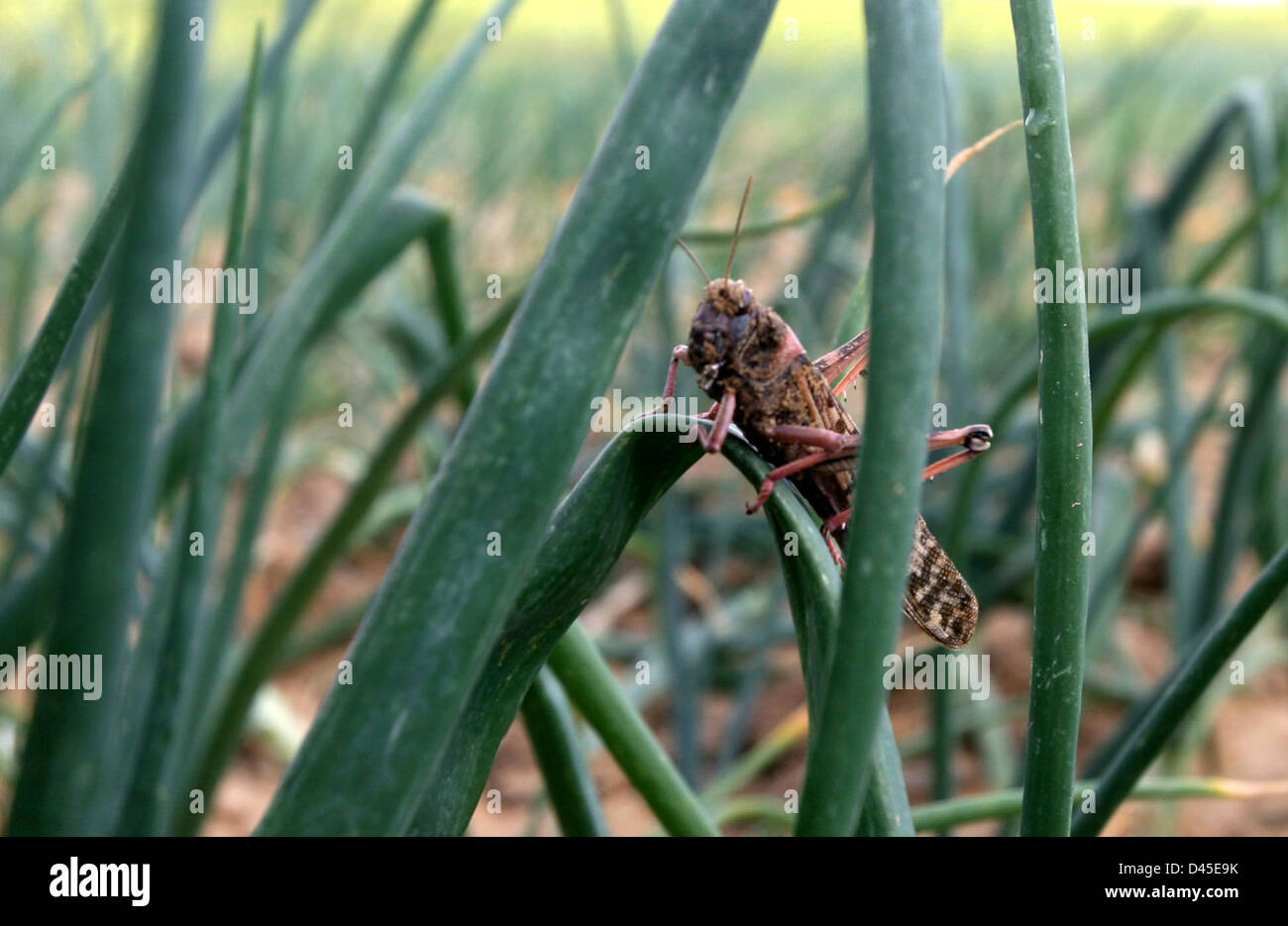 Locusts images hi-res stock photography and images - Alamy