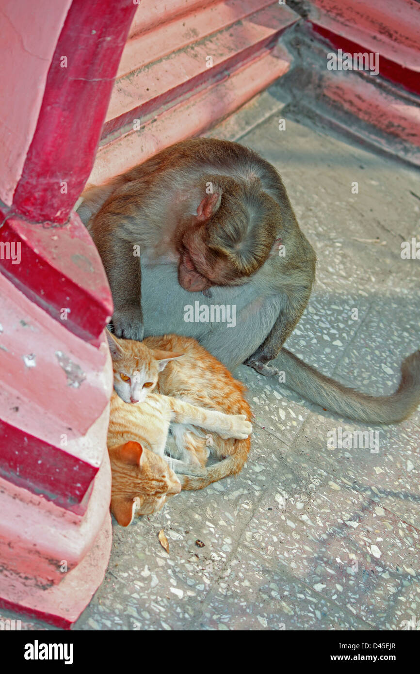 Rhesus macque Macaca mulatta , Monkey grooming cat, India Stock Photo ...