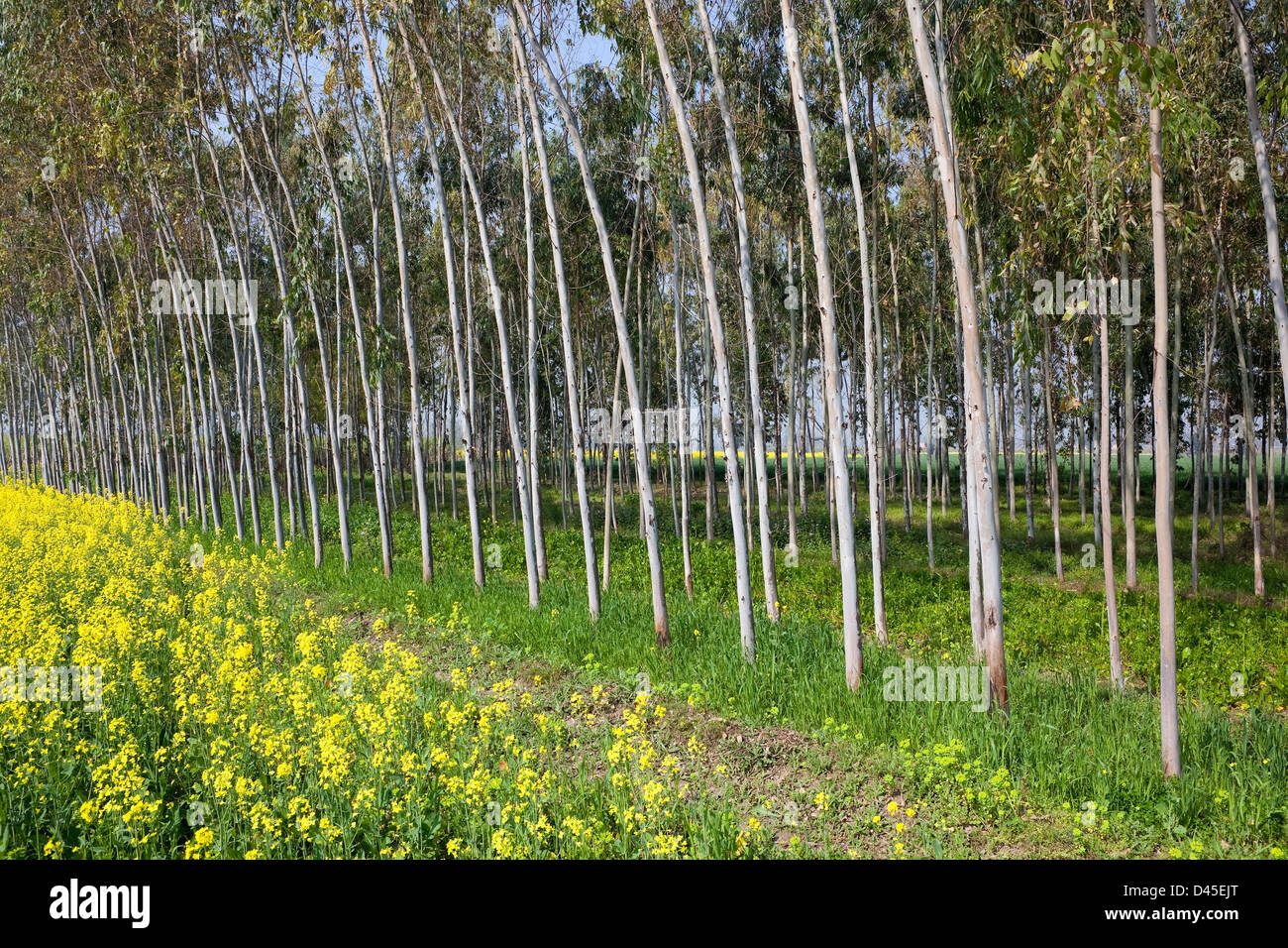 A plantation of eucalyptus trees near a field of flowering mustard ...