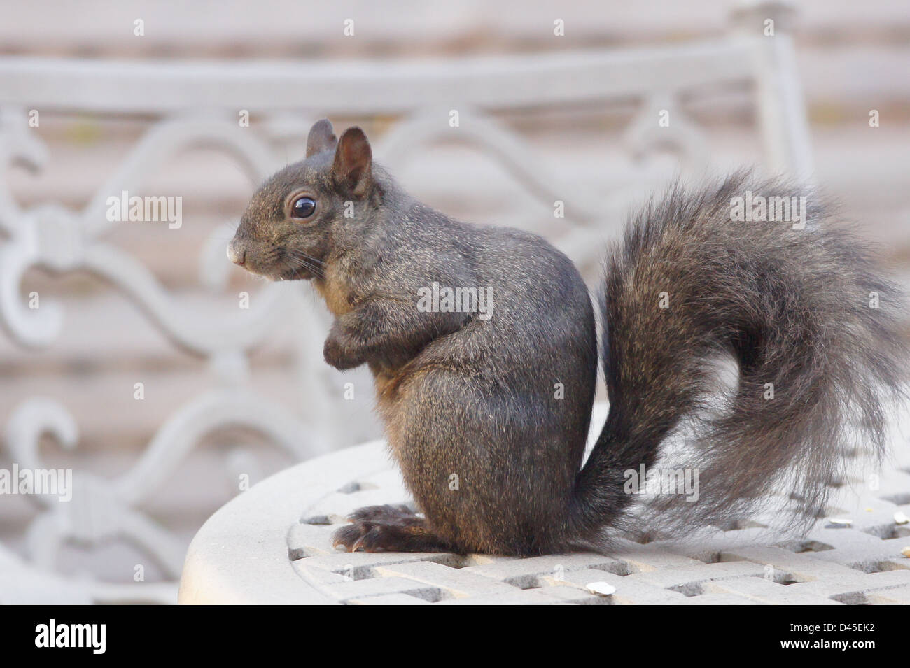 Gray squirrel on a patio table Stock Photo - Alamy