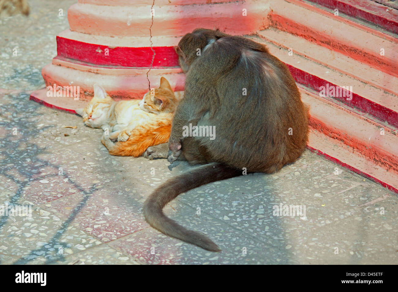 Rhesus macque Macaca mulatta , Monkey grooming cat, India Stock Photo ...