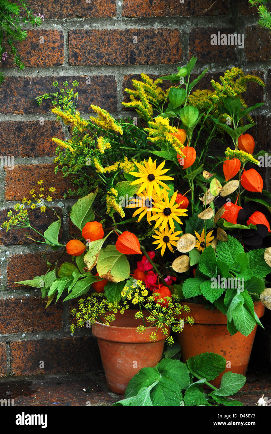Late summer flowers hi-res stock photography and images - Alamy