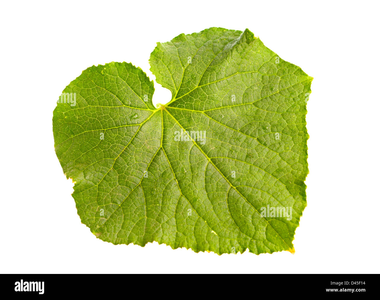 Cucumber leaf isolated hi-res stock photography and images - Alamy
