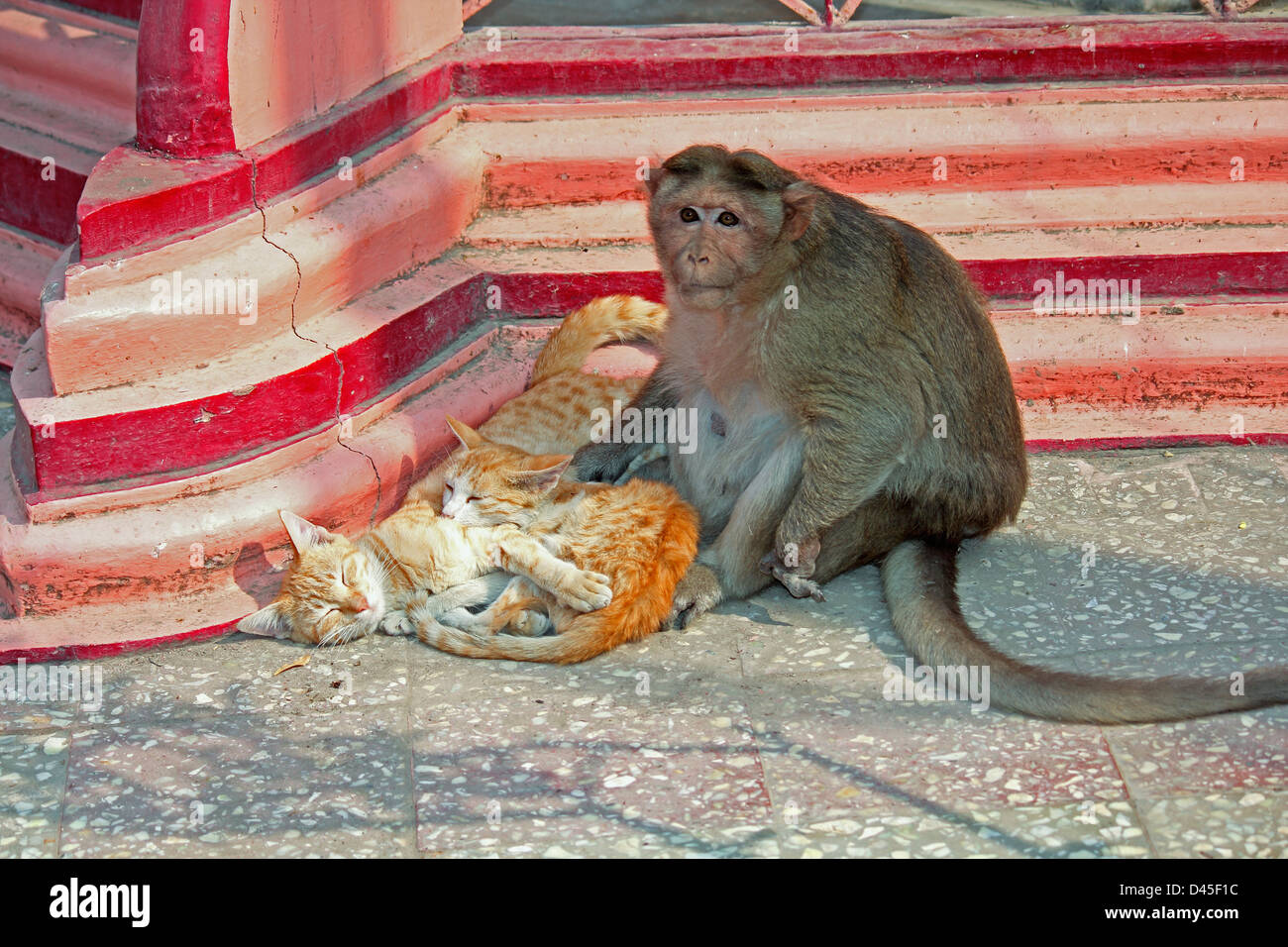 Rhesus macque Macaca mulatta , Monkey grooming cat, India Stock Photo ...
