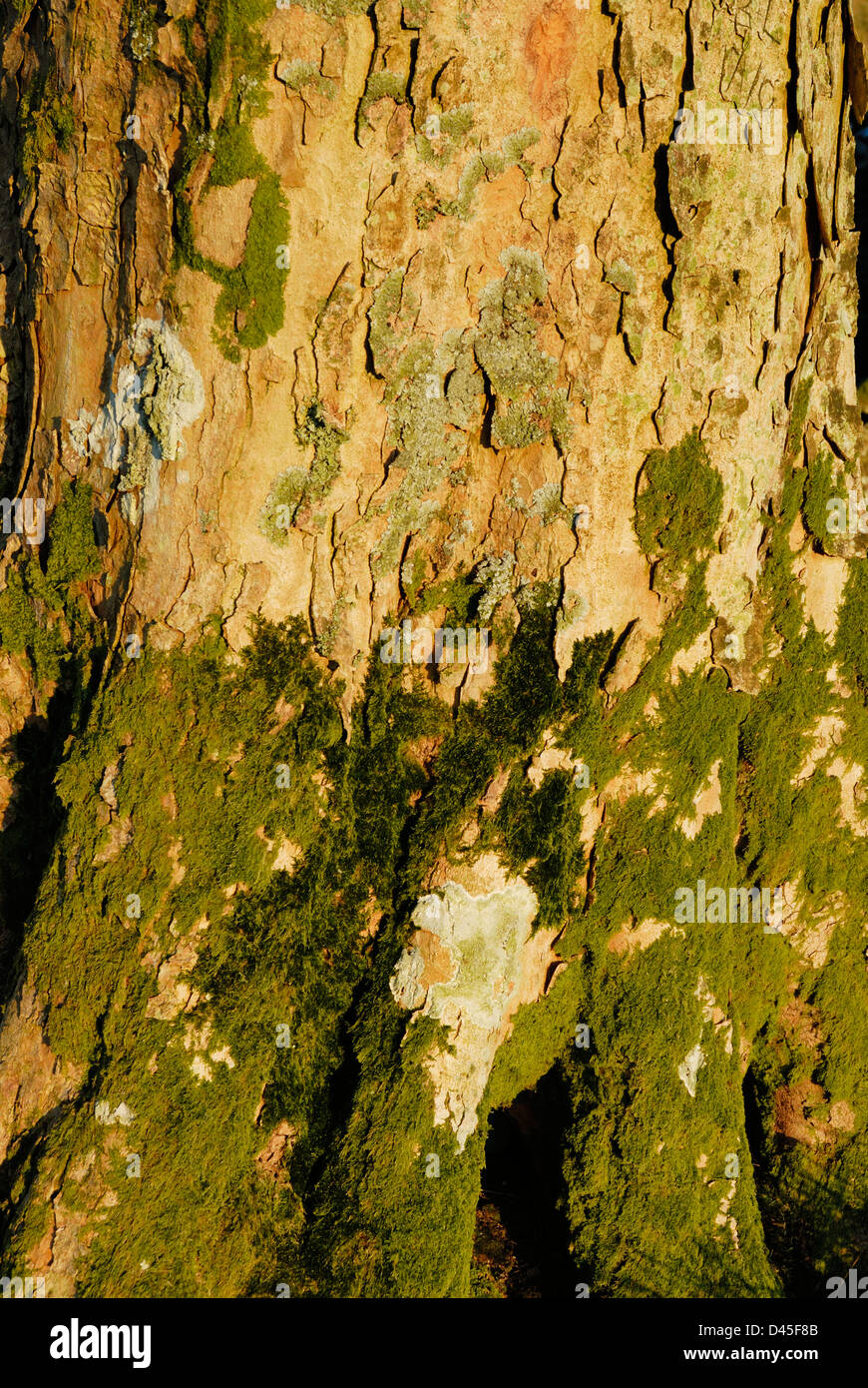 Bark texture - abstract Stock Photo - Alamy