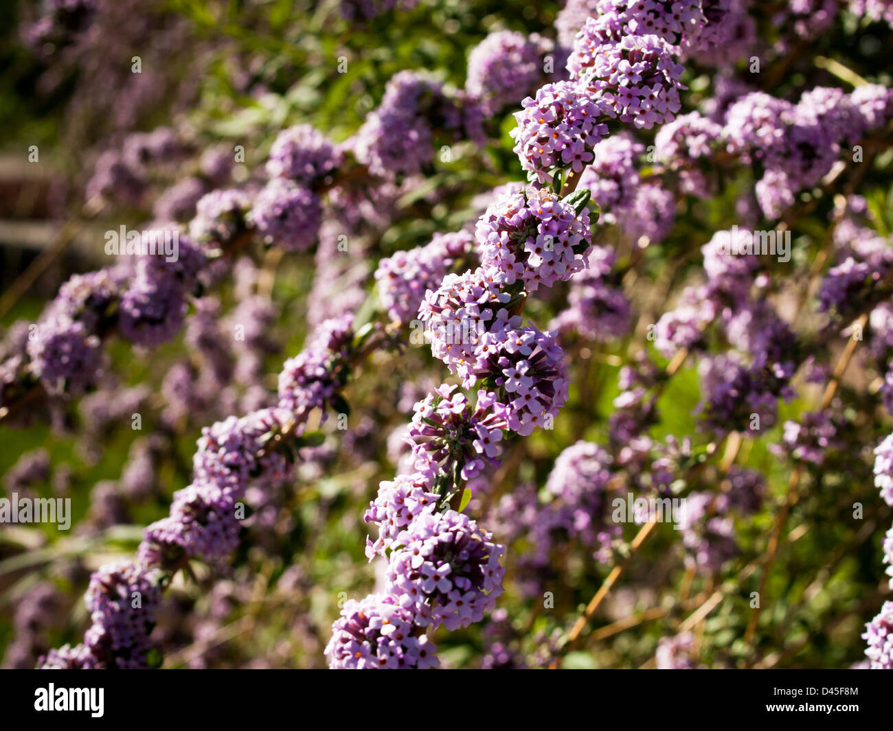 Blooming flowers in botanical gardens Stock Photo - Alamy