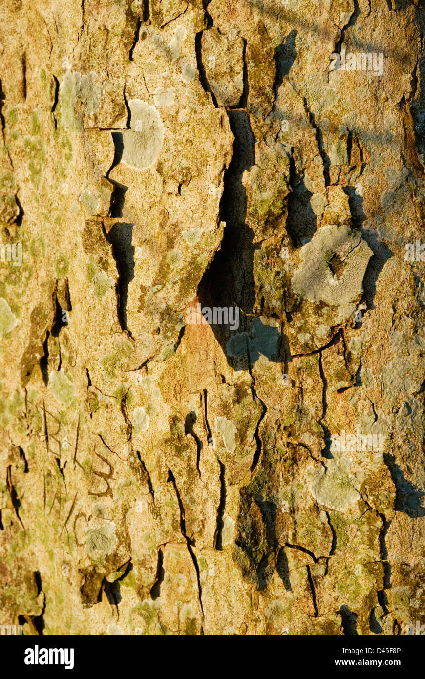 Bark texture - abstract Stock Photo - Alamy