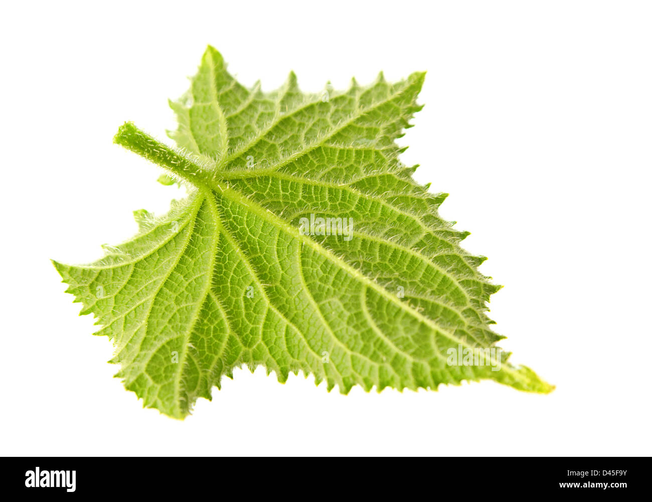 Young cucumber leaf closeup isolated on white Stock Photo - Alamy