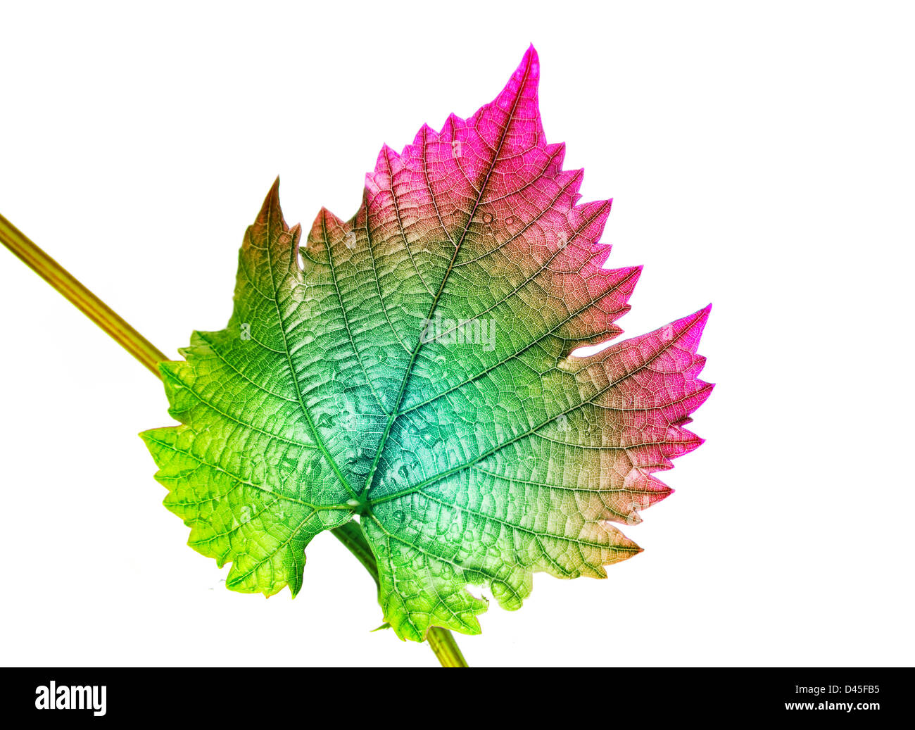 Grape leaf hi-res stock photography and images - Alamy